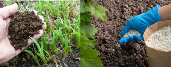 Compost vs Fertilizers: Key Differences, Types and Benefits - Green Connect